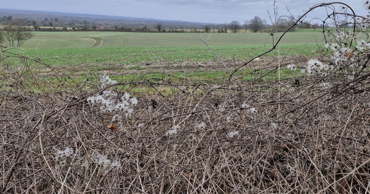 Sheepleas and Clandon Park - Ramblers